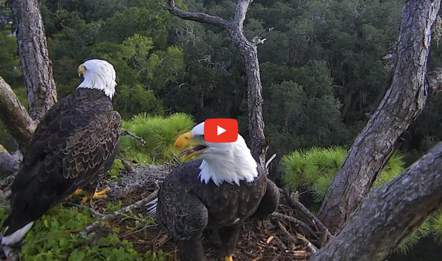 What is an eagle cam? – Eagle Cam